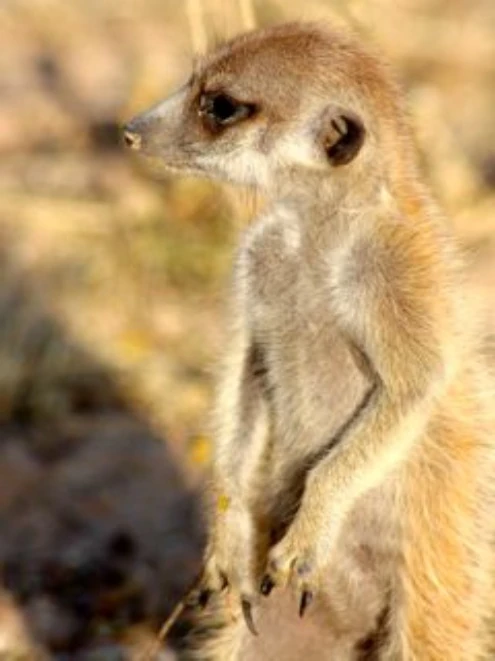 Spock Uberkatz | Meerkats Wiki | Fandom