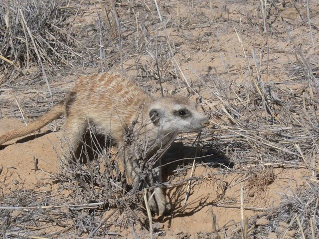 Fatty Mc Fatty Baobab | Meerkats Wiki | Fandom