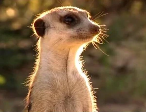Super Furry Animal Whiskers | Meerkats Wiki | Fandom