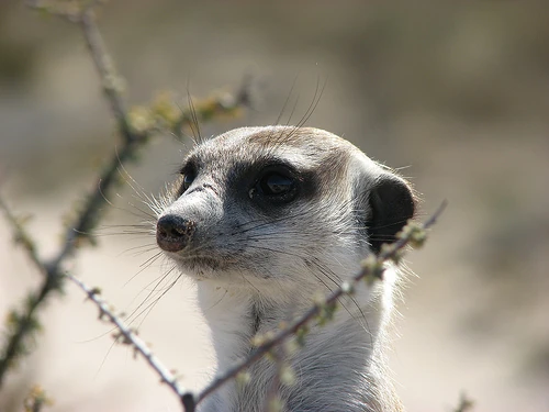 Thor Drie Doring | Meerkats Wiki | Fandom