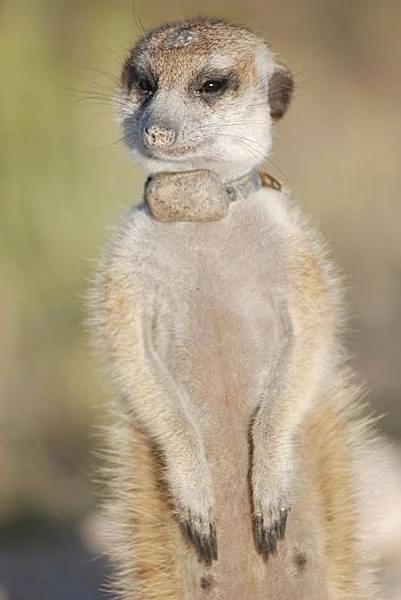 Meerkat Manor Rocket Dog Death