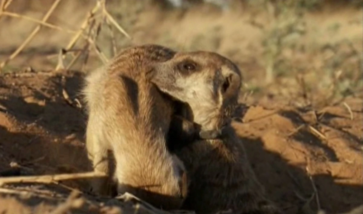 The Mission/Appearances | Meerkats Wiki | Fandom