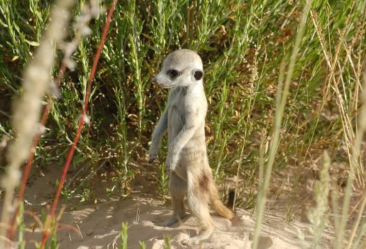 Fidget Jaxx Meerkats Wiki Fandom