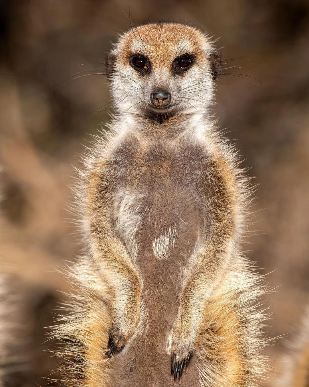 Salazar Zulus | Meerkats Wiki | Fandom