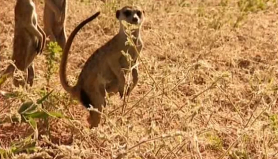 Balance of Power/Appearances | Meerkats Wiki | Fandom