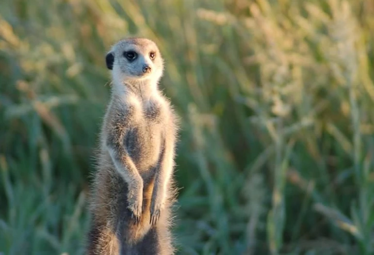 The Sphinx Whiskers | Meerkats Wiki | Fandom