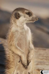 Meerkat | Meerkats Wiki | Fandom