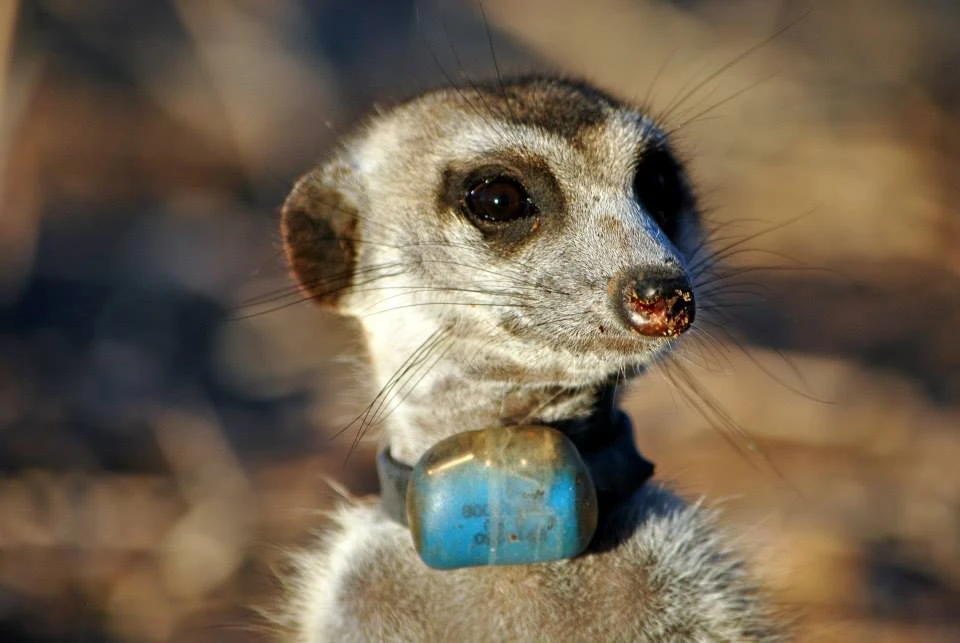Shaka Zulu Lazuli | Meerkats Wiki | Fandom