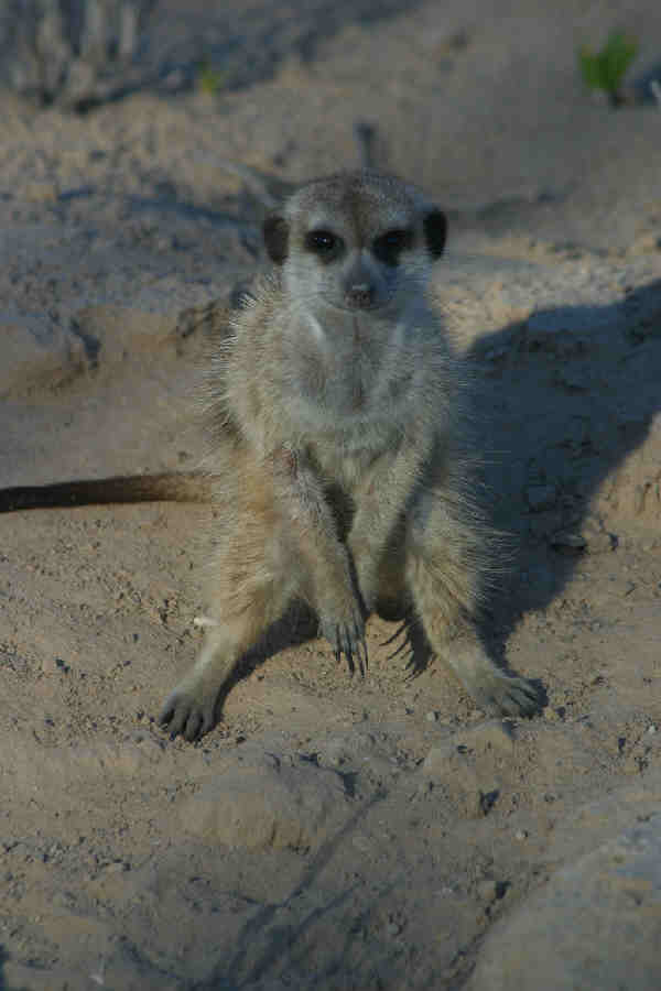 Tarzan Whiskers Meerkats Wiki Fandom