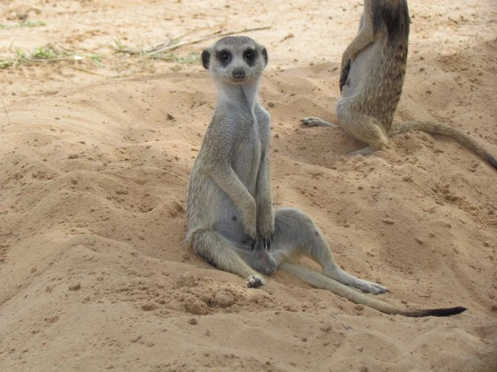 Chaka Aztecs | Meerkats Wiki | Fandom