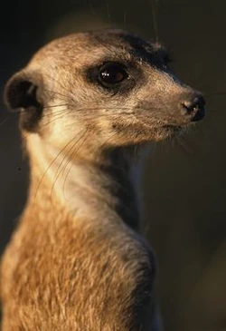 Ziziphus Avatar | Meerkats Wiki | Fandom