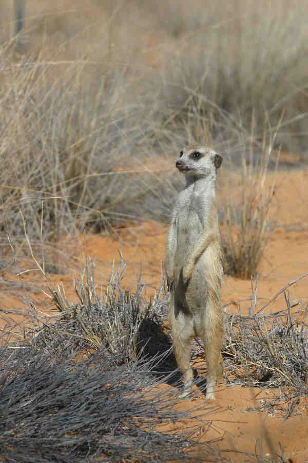 Sleepy Lazuli Meerkats Wiki Fandom