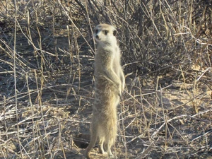Todger Sequoia | Meerkats Wiki | Fandom