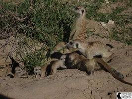 Meerkat | Meerkats Wiki | Fandom