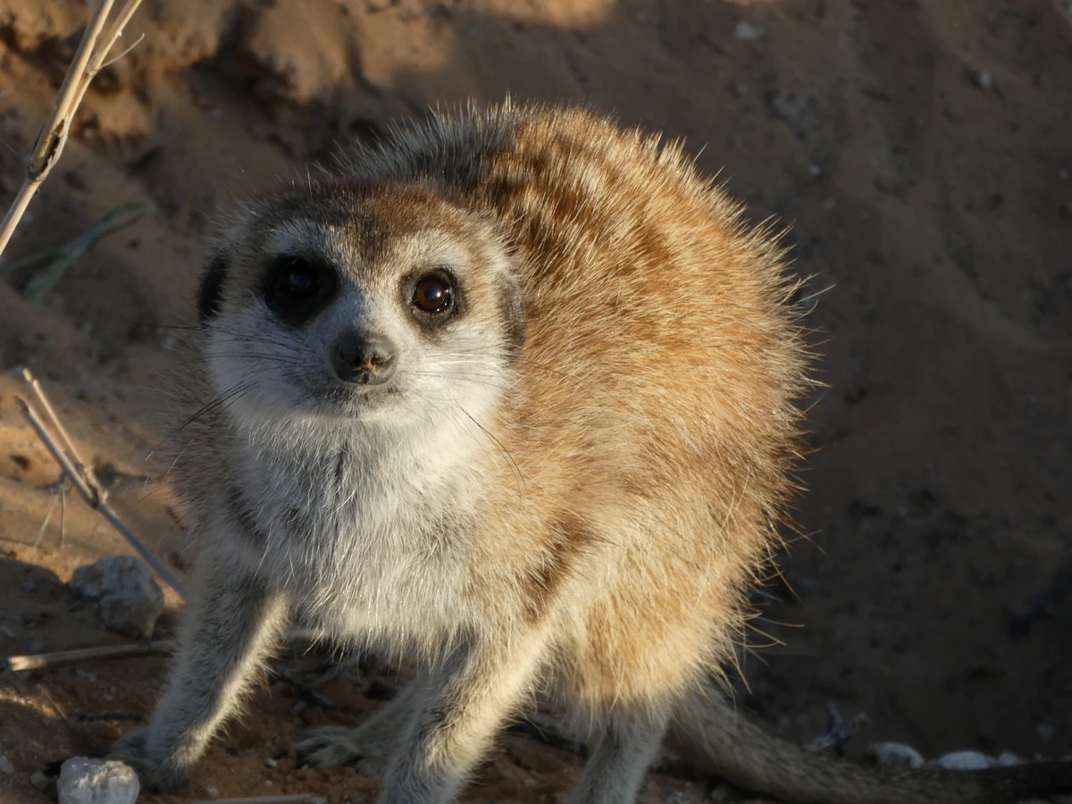 Zuma Zulus | Meerkats Wiki | Fandom