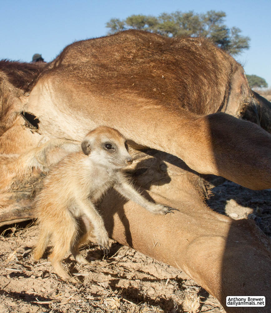 Gluttony Lazuli Meerkats Wiki Fandom