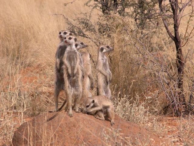 Lazuli Mobgallery Meerkats Wiki Fandom