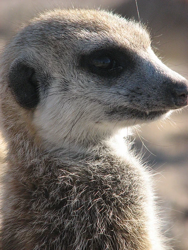 Axel Young Ones | Meerkats Wiki | Fandom