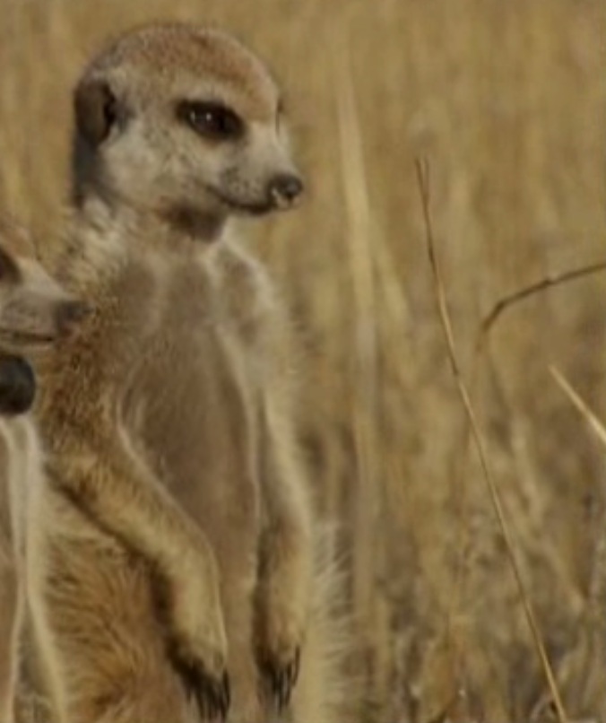 Shoy Lazuli Meerkats Wiki Fandom