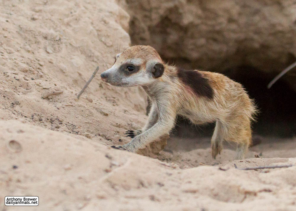 Sloth Lazuli Meerkats Wiki Fandom