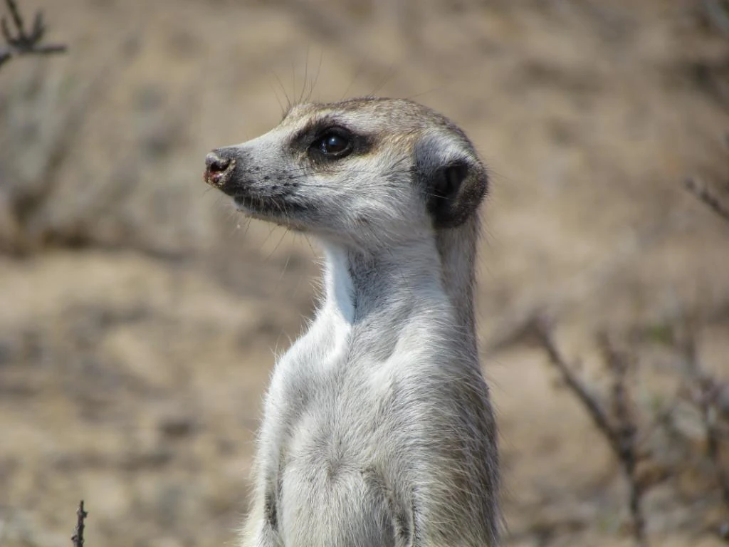 Goose Kung Fu | Meerkats Wiki | Fandom