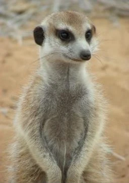 Hemulen Moomins | Meerkats Wiki | Fandom