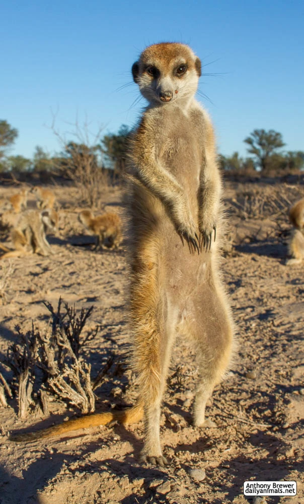 Cheesy Puff JaXX | Meerkats Wiki | Fandom