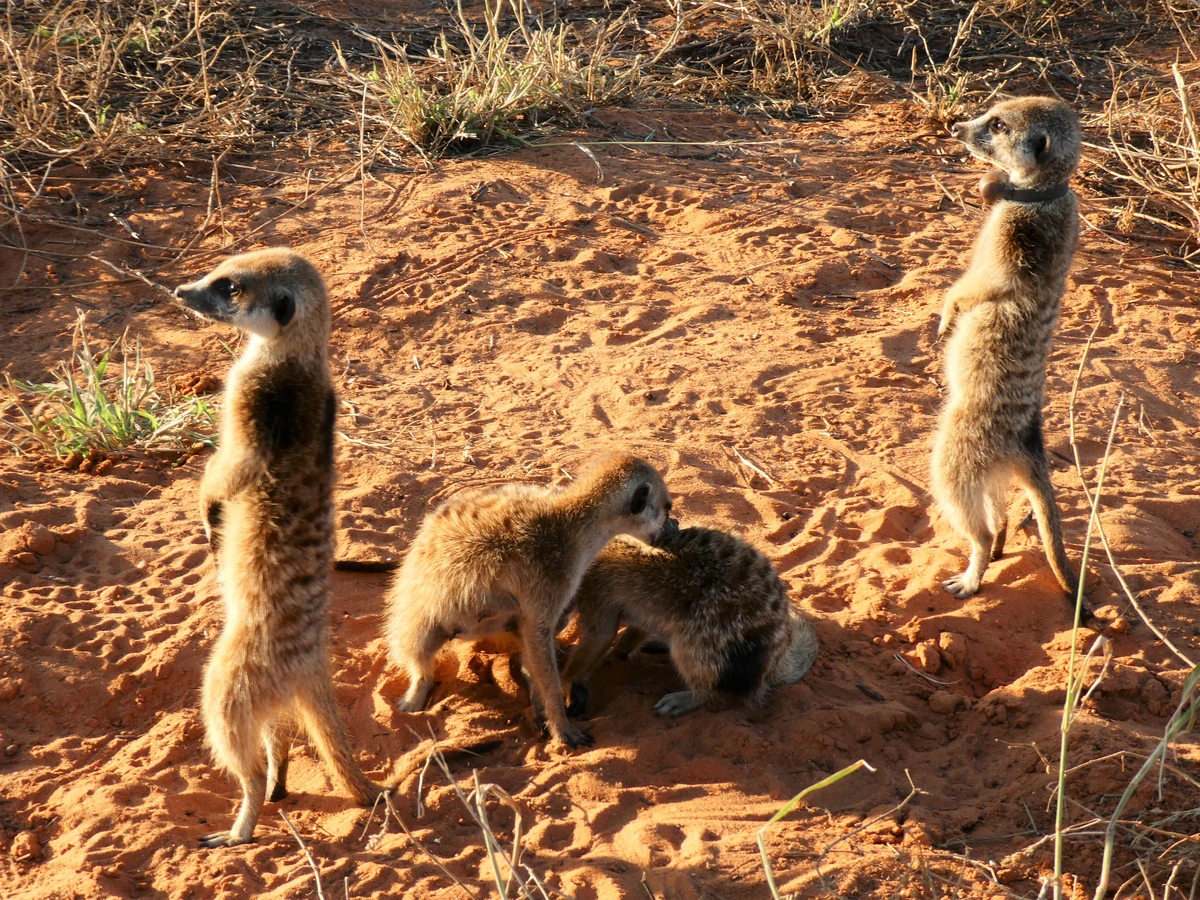 Namaqua Mob/Gallery | Meerkats Wiki | Fandom