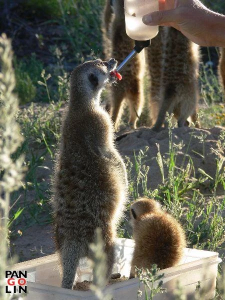 Kalahari Meerkat Project: Meerkat Habituation | Meerkats Wiki | Fandom