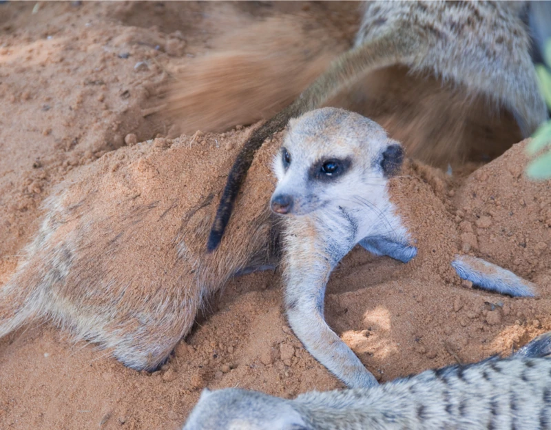 Pai Mei Kung Fu | Meerkats Wiki | Fandom