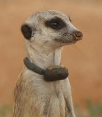 Punk Zappa | Meerkats Wiki | Fandom