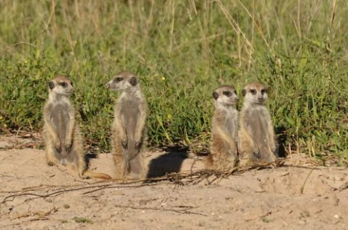 Khoisan Mob | Meerkats Wiki | Fandom