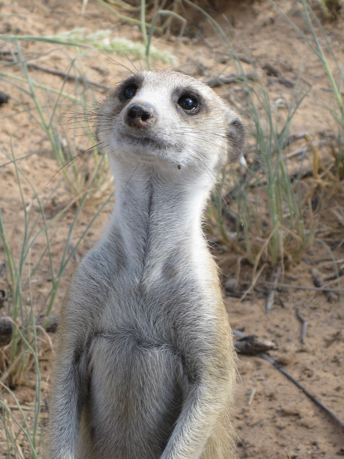 Finnlex Lazuli Meerkats Wiki Fandom