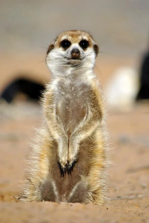 The Bad Nequoia | Meerkats Wiki | Fandom