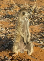 Toyota Mob/Gallery | Meerkats Wiki | Fandom