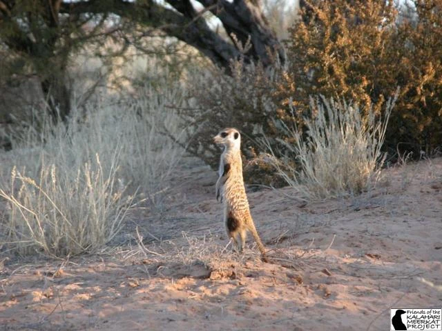 Bad Boy Bubby Whiskers | Meerkats Wiki | Fandom