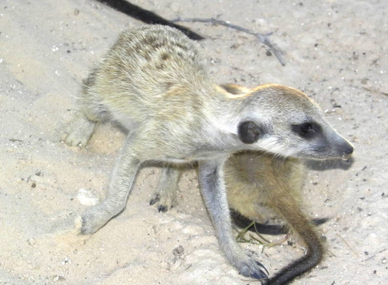 Rosie Whiskers Meerkats Wiki Fandom