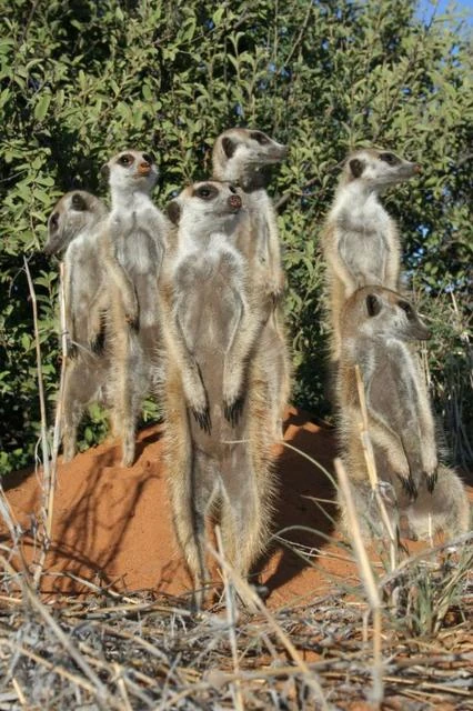 Category:Meerkat Mobs | Meerkats Wiki | Fandom