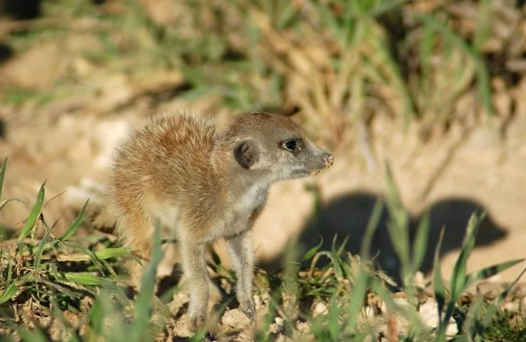 Nanageddon Whiskers | Meerkats Wiki | Fandom