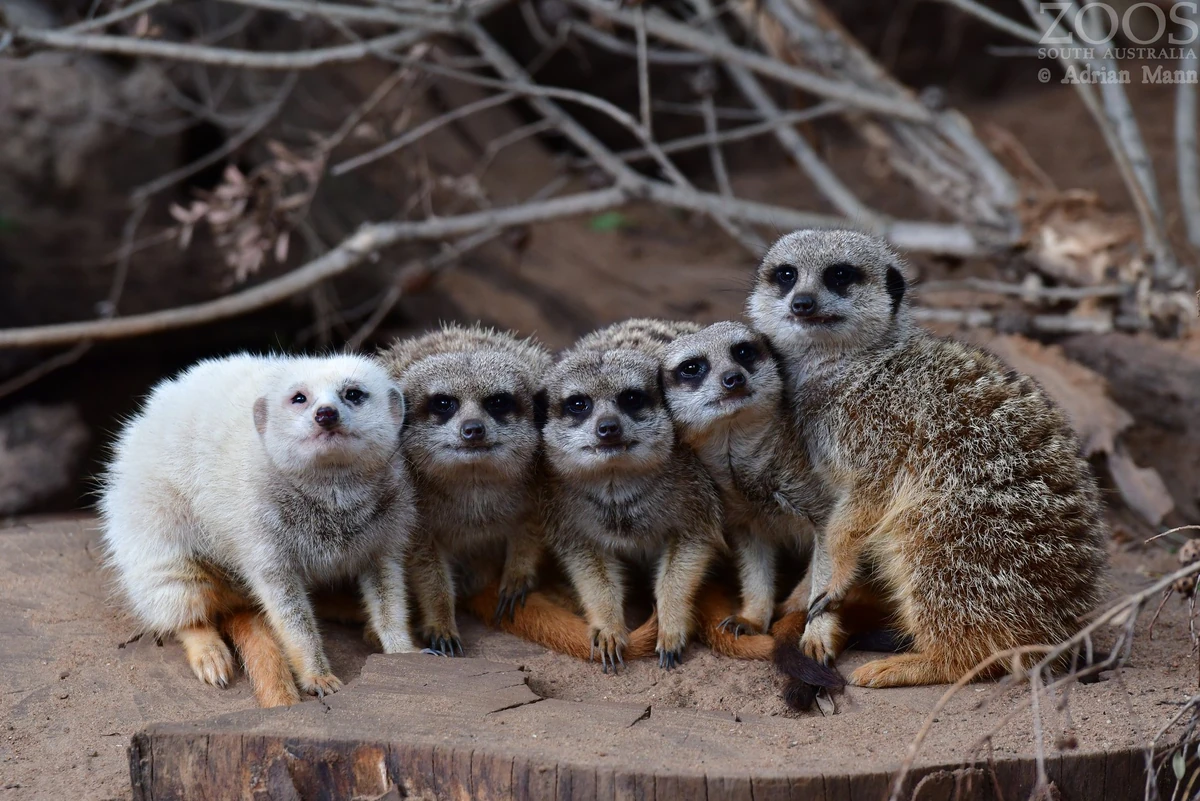 Captive Meerkat Locations | Meerkats Wiki | Fandom