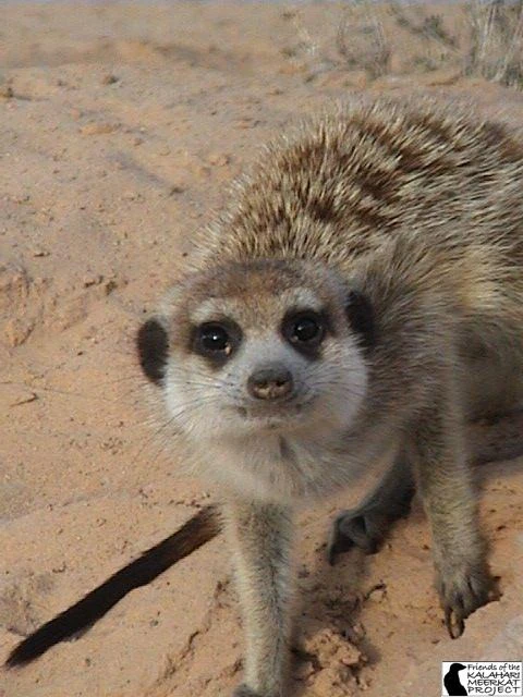 Baddiel Whiskers | Meerkats Wiki | Fandom