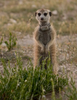 Brea Lazuli | Meerkats Wiki | Fandom