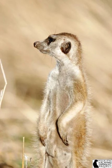 Alexander Vivian | Meerkats Wiki | Fandom