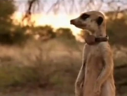 Cazanna Lazuli | Meerkats Wiki | Fandom