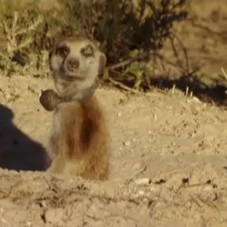 Meerkat Manor Gif