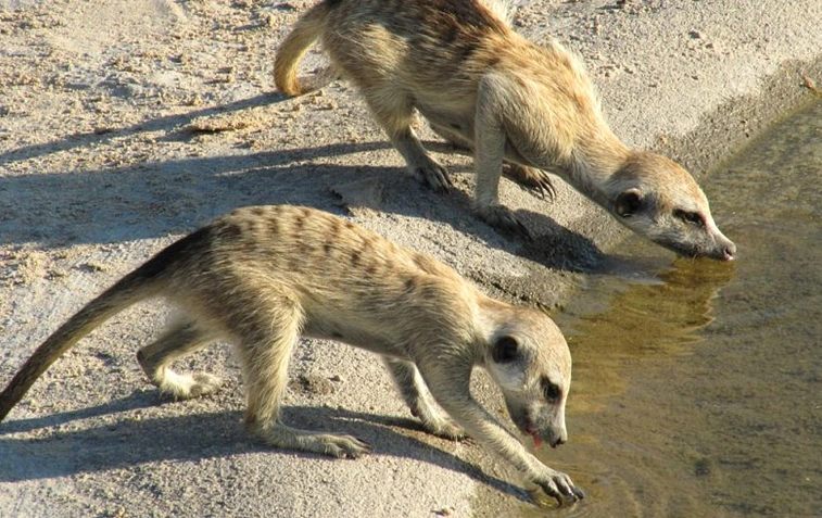 Rosco Whiskers | Meerkats Wiki | Fandom