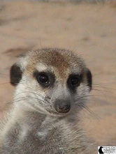Meerkat | Meerkats Wiki | Fandom
