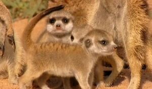 Panthro Whiskers | Meerkats Wiki | Fandom