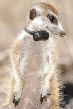 Yeca Rascals | Meerkats Wiki | Fandom