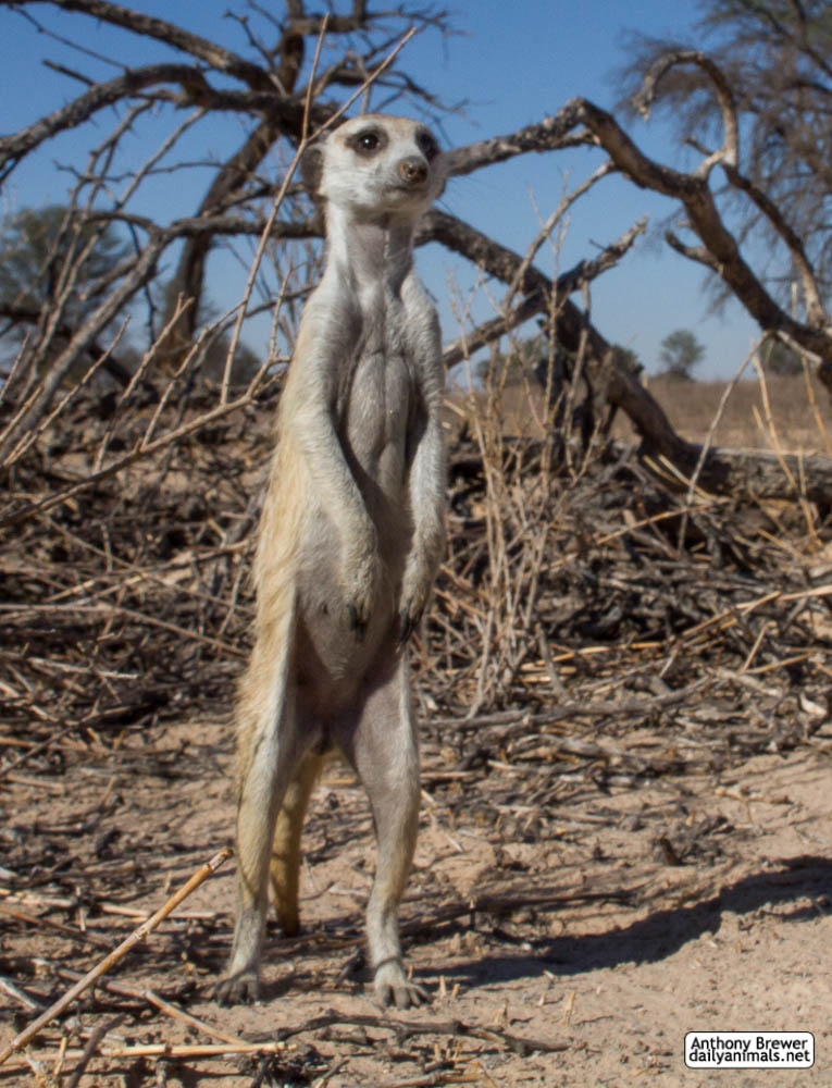 Bernie Lazuli Meerkats Wiki Fandom